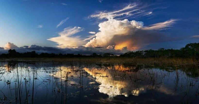 From Miami: Everglades at Night with Guided Airboat Tour - A Closer Look at the Experience
