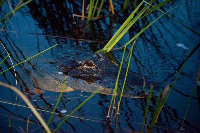 From Miami: Everglades at Night with Guided Airboat Tour - FAQ