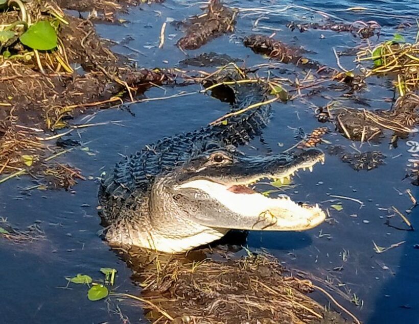 From Miami: Everglades Tour w/ Wet Walk, Boat Trips, & Lunch - Key Points
