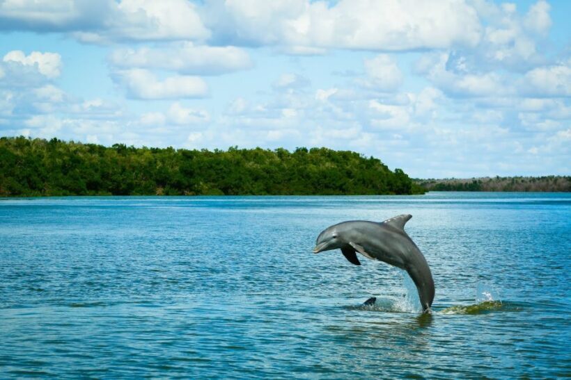 From Miami: Everglades Tour w/ Wet Walk, Boat Trips, & Lunch - Who Will Love This Tour?