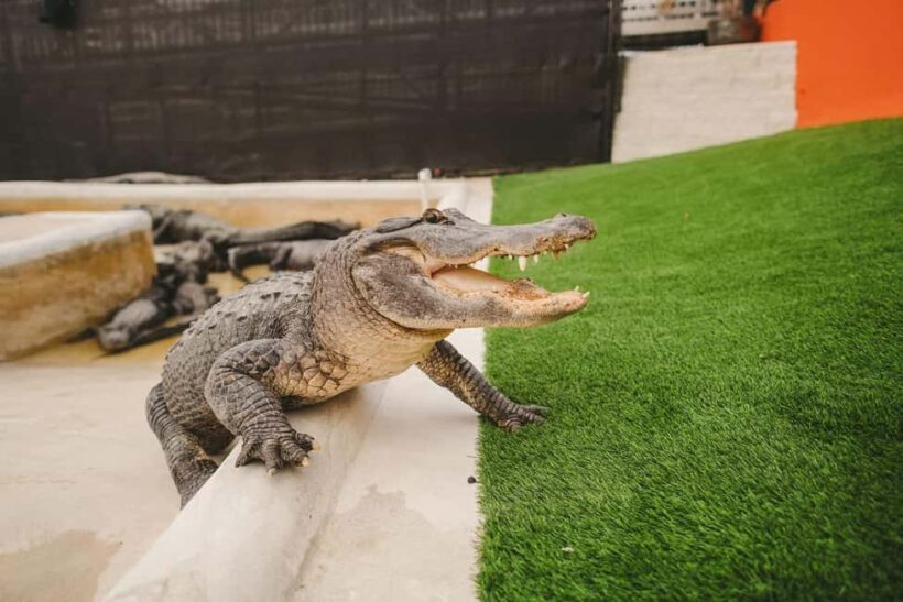 From Miami: Everglades, Wildlife Show, & Hop-on Hop-off Tour - The Verdict: Who Will Benefit Most?