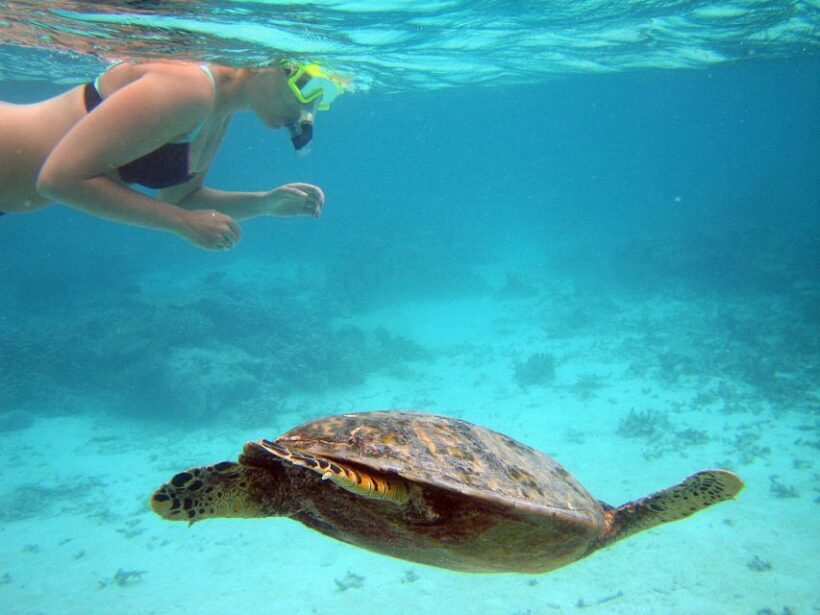 From Miami: Key West Day Trip - What the Tour Entails: A Deep Dive into the Day’s Flow