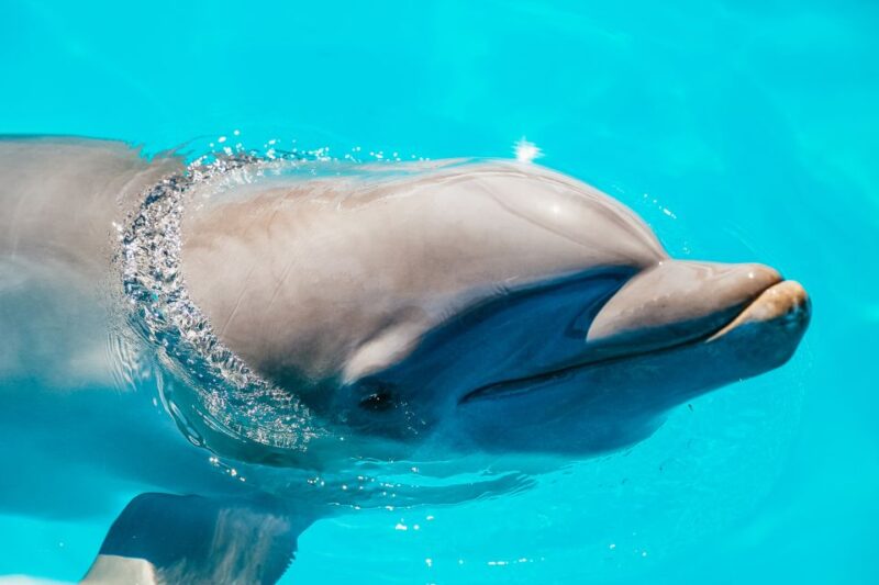 From Miami: Key West Day Trip - Key Points