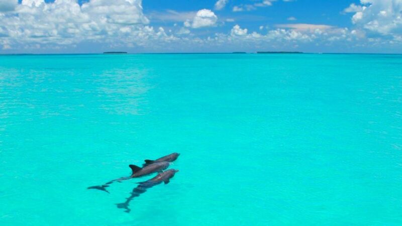 From Miami: Key West with Dolphin Watch or Snorkel Boat - The Value Proposition: Is It Worth It?