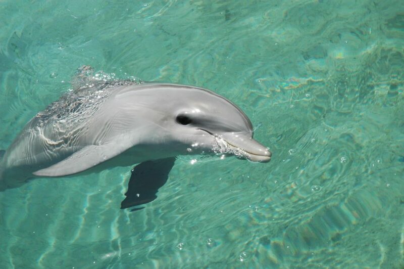 From Miami: Key West with Dolphin Watch or Snorkel Boat - Practical Tips for Travelers