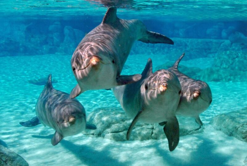From Miami: Key West with Dolphin Watch or Snorkel Boat - Who Will Love This Tour?