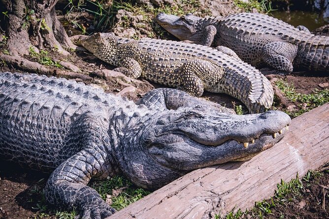 From Miami: Open-Top Bus Tour, Bay Cruise, & Everglades Adventure - Exploring Miami on an Open-Top Bus