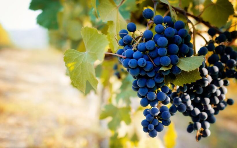 From Milan: Barolo Wine Tasting, Alba Tour and Castle Visit - Final Stops