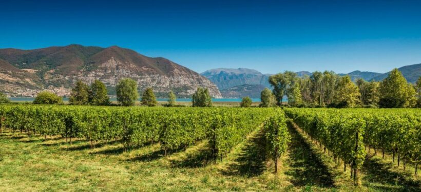From Milan: Full Day in Franciacorta. 2 Wineries & Lunch - An Overview of the Experience