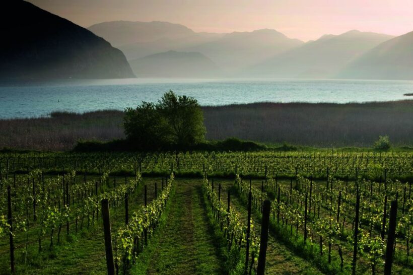 From Milan: Full Day in Franciacorta. 2 Wineries & Lunch - Authentic Reviews: What Travelers Say