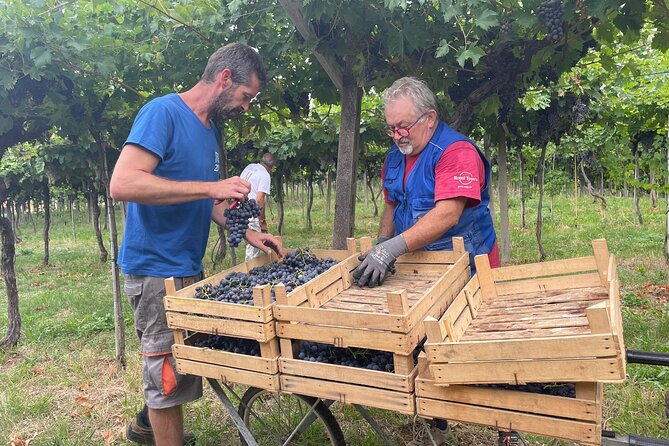 From Milan to Venice, through the Amarone region, Lunch & Verona - Practical Aspects and Logistics