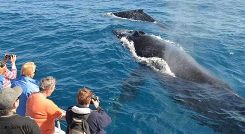From Mirissa: All Inclusive Whales & Dolphin Watching Tour - Who Will Love This Experience?