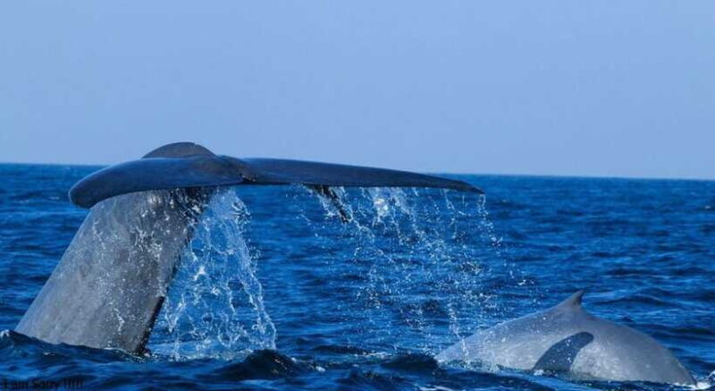 From Mirissa: All Inclusive Whales & Dolphin Watching Tour - FAQ