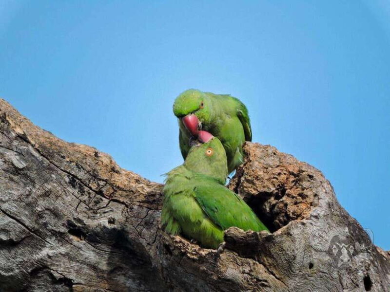 From Mirissa/Galle/Hikkaduwa: Udawalawa National Park Safari - Who Should Consider This Tour?