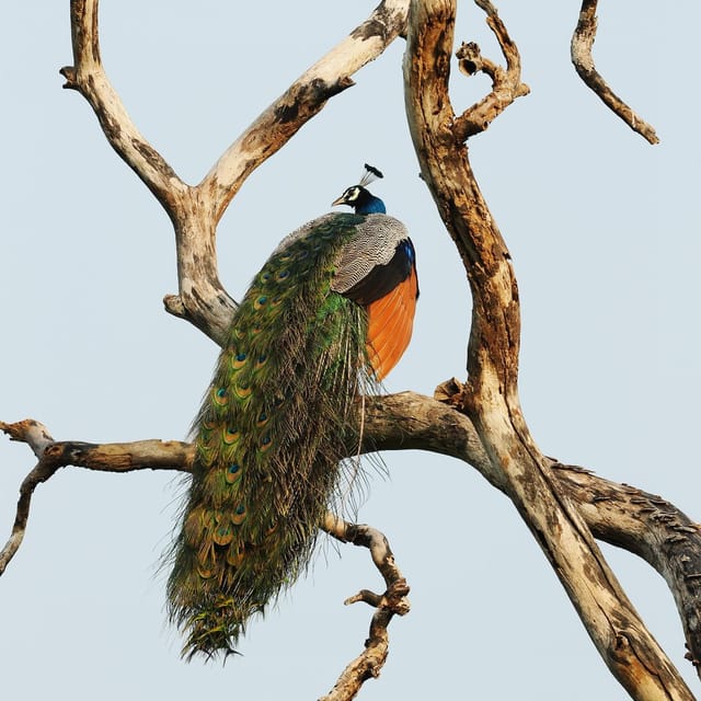 From Mirissa/Galle/Hikkaduwa: Udawalawa National Park Safari - FAQ