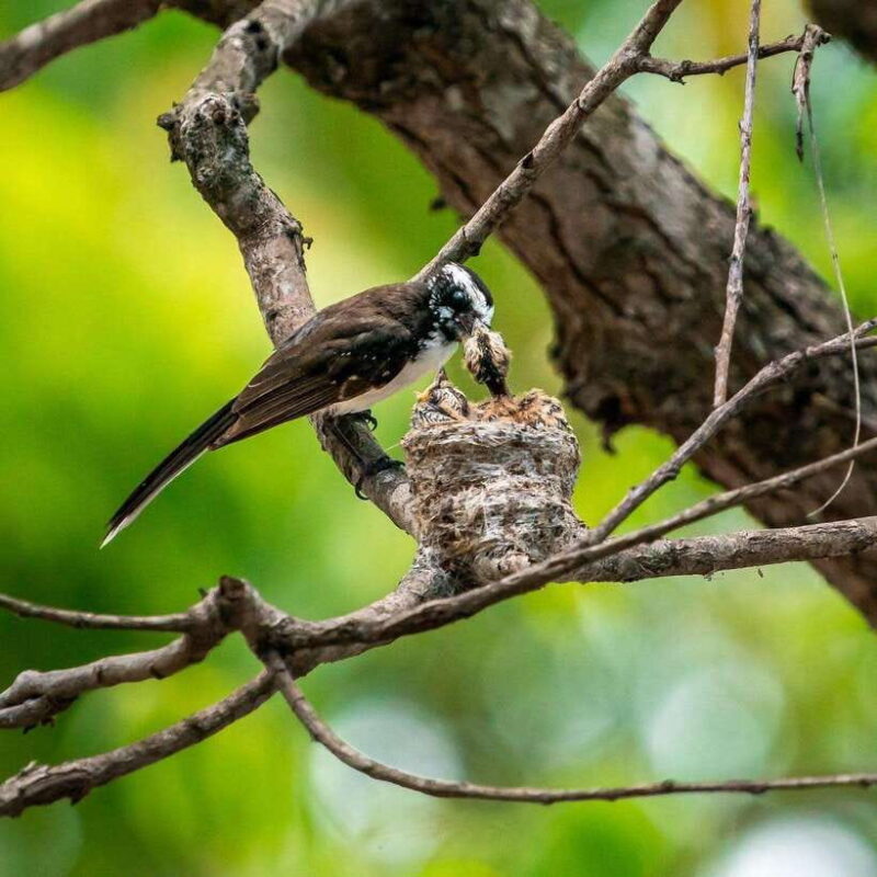 From Mirissa/ Galle/ Hikkaduwa - Yala Leopard Safari Tour - The Experience of Being in Yala