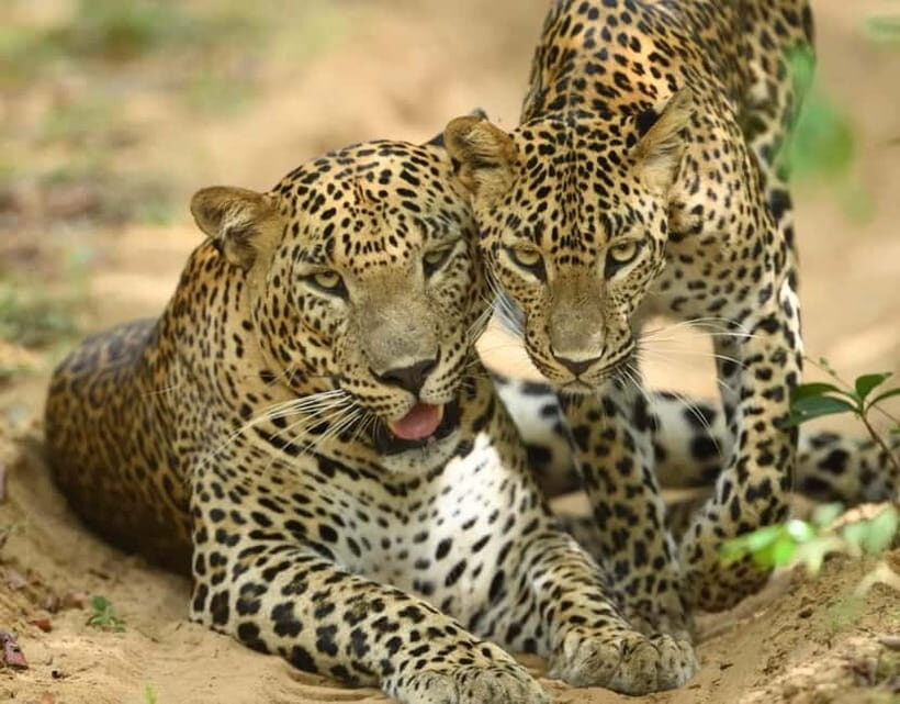 From Mirissa / Galle / Tangalle to Yala Safari & Drop- Ella - An In-Depth Look at the Experience