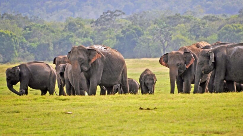 From Mirissa / Galle / Tangalle to Yala Safari & Drop- Ella - FAQ