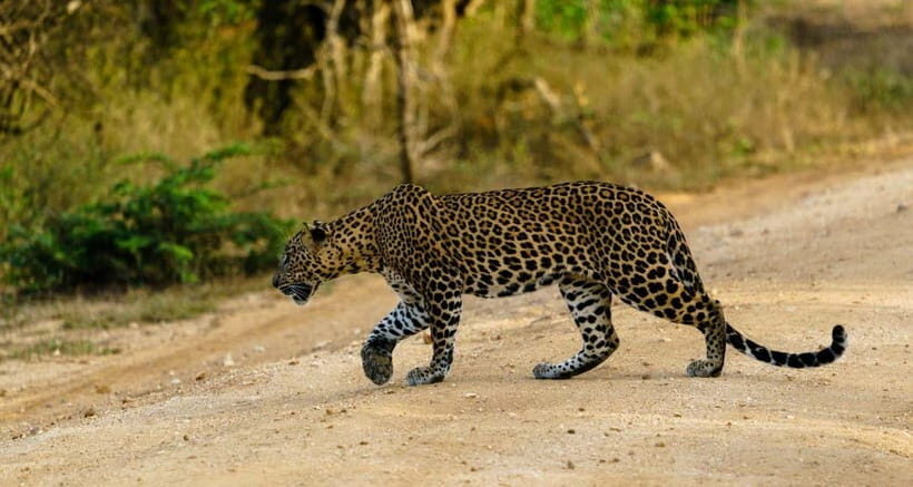 From Mirissa/ Galle/ Tangalle - Yala Leopard Safari Tour - An In-Depth Look at the Yala Leopard Safari Tour