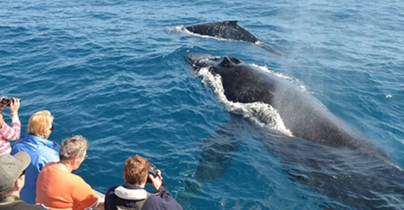 From Mirissa: Private Whale Watching Tour With Sunset - Key Points