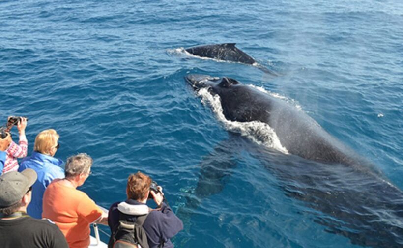 From Mirissa: Private Whale Watching Tour With Sunset - An In-Depth Look at the Mirissa Whale Watching Tour