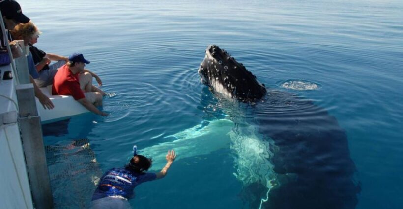 From Mirissa: Private Whale Watching Tour With Sunset - Who Will Love This Tour?