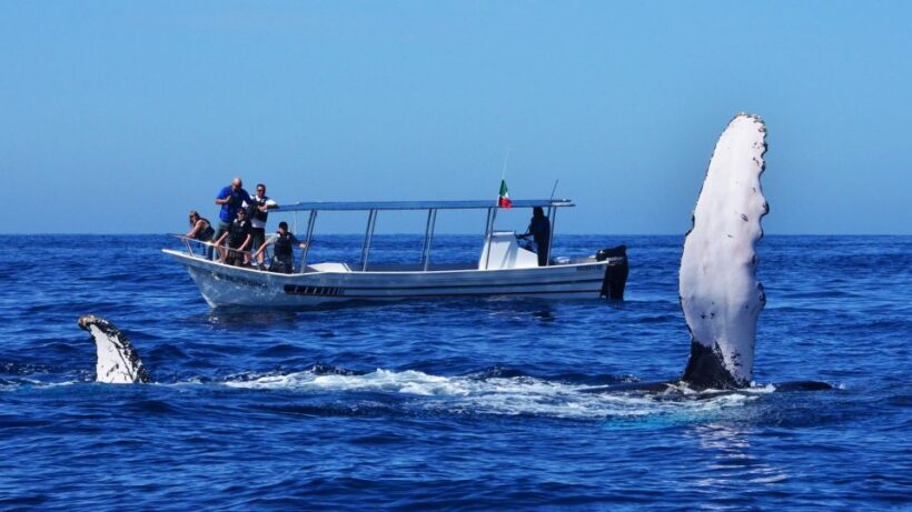 From Mirissa: Private Whale Watching Tour With Sunset - Practical Tips for Booking and Enjoyment