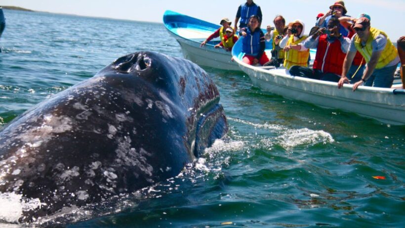 From Mirissa: Private Whale Watching Tour With Sunset - Frequently Asked Questions