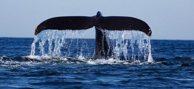 From Mirissa: Private Whale Watching Tour With Sunset - Final Thoughts