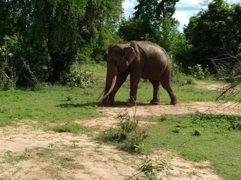 From Mirissa/ Weligama : Udawalawe Safari - Day Trip - Detailed Breakdown of the Experience