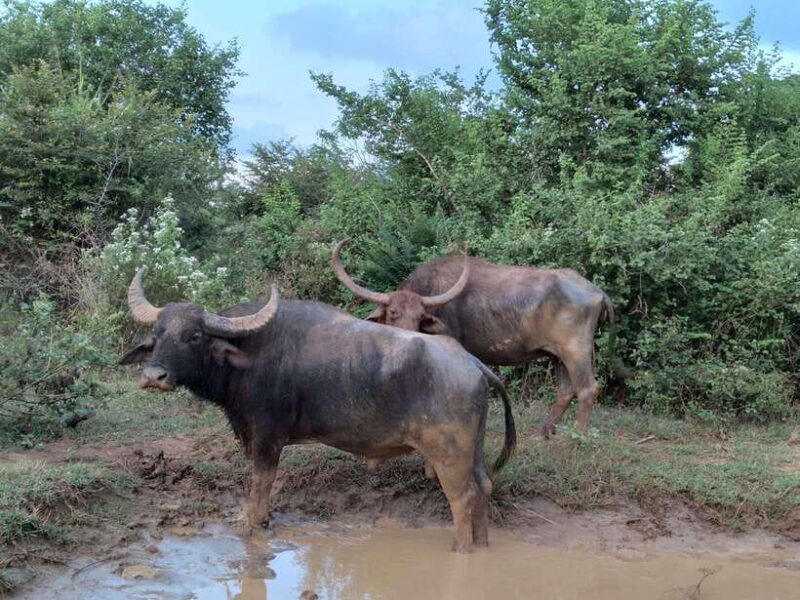 From Mirissa/ Weligama : Udawalawe Safari - Day Trip - Frequently Asked Questions