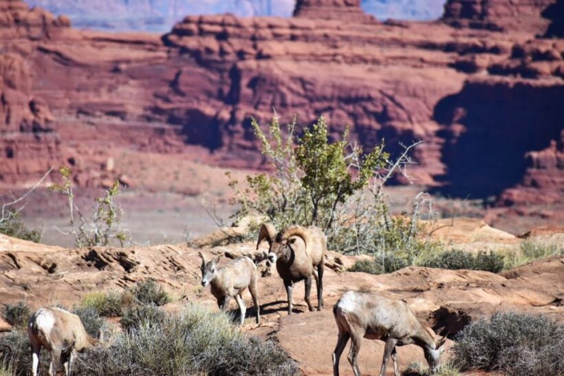 From Moab: Canyonlands 4x4 Drive and Colorado River Rafting - Who Will Love This Tour?