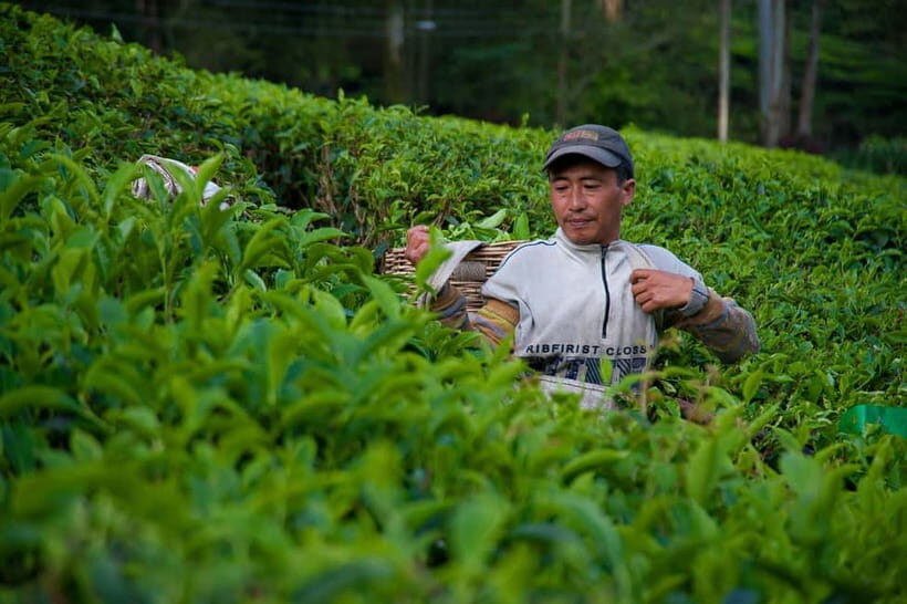 From Moc Chau: 3-Day Tea Farm and Waterfall Tour - Exploring the Stunning Landscape of Moc Chau
