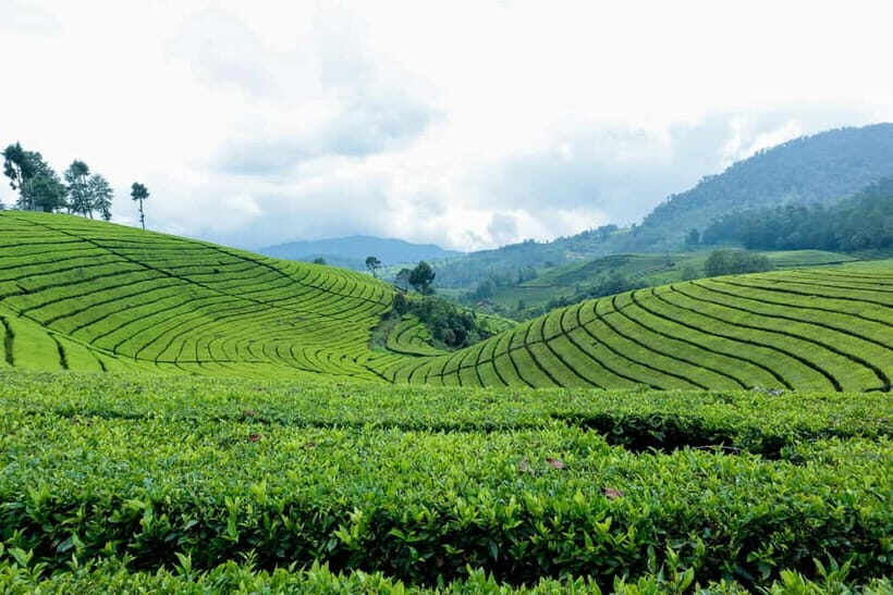 From Moc Chau: 3-Day Tea Farm and Waterfall Tour - The Practicalities: What’s Included & What to Know
