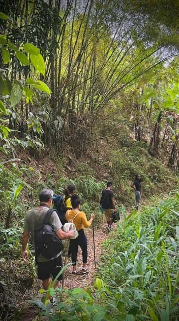 From Montego Bay/Falmouth: Coffee Farm Blue Mountain Hike - Authentic Experiences and Local Flavor