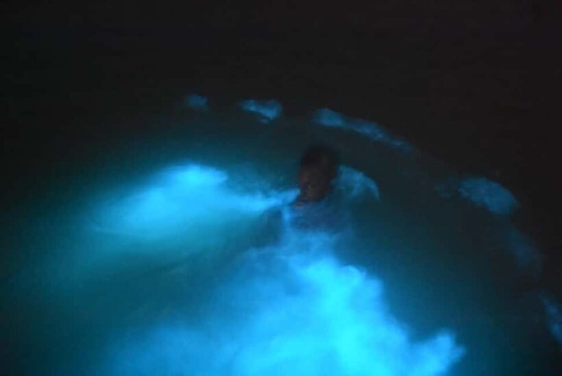 From Montego Bay: Luminous Lagoon Night Tour - A Detailed Look at the Luminous Lagoon Night Tour
