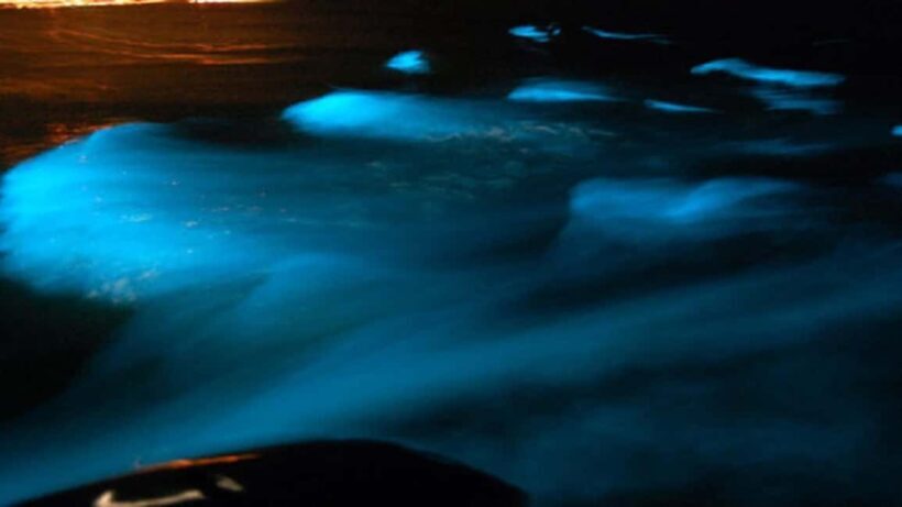 From Montego Bay: Luminous Lagoon Nighttime Boat Tour - Returning to Montego Bay