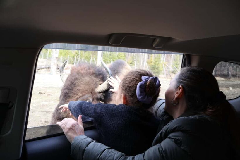 From Montreal: Omega Park Wildlife Safari Calling Sounds - Key Points