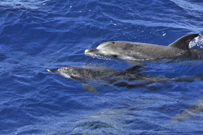 From Morro Jable: Dolphin and Whale Watching and Snorkelling - An In-Depth Look at the Morro Jable Dolphin and Whale Watching Tour