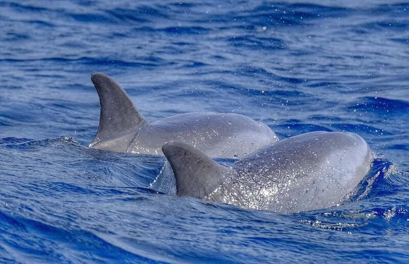 From Morro Jable: Dolphin and Whale Watching and Snorkelling - The Sum Up