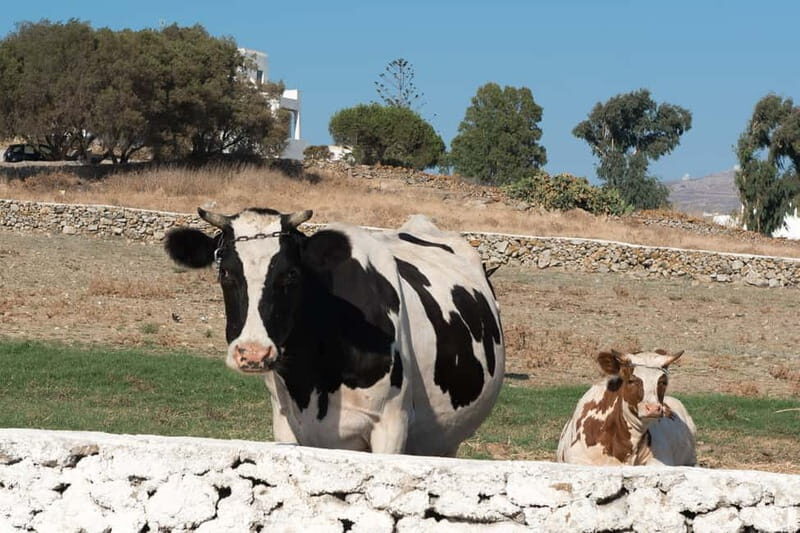 From Mykonos: Ano Mera Farm Tour - What Does the Tour Include?