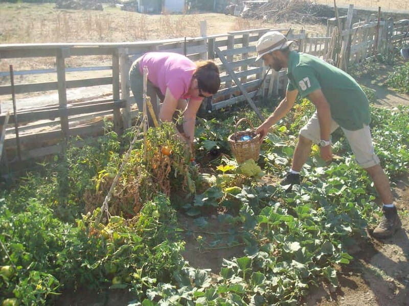 From Mykonos: Ano Mera Farm Tour - The Mechanics of the Tour