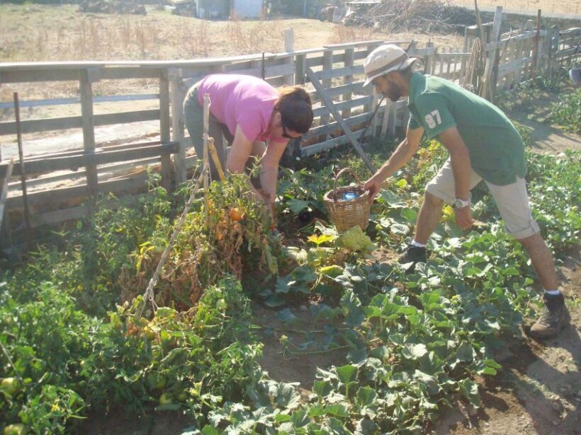 From Mykonos: Ano Mera Farm Tour - Who Should Consider This Tour?