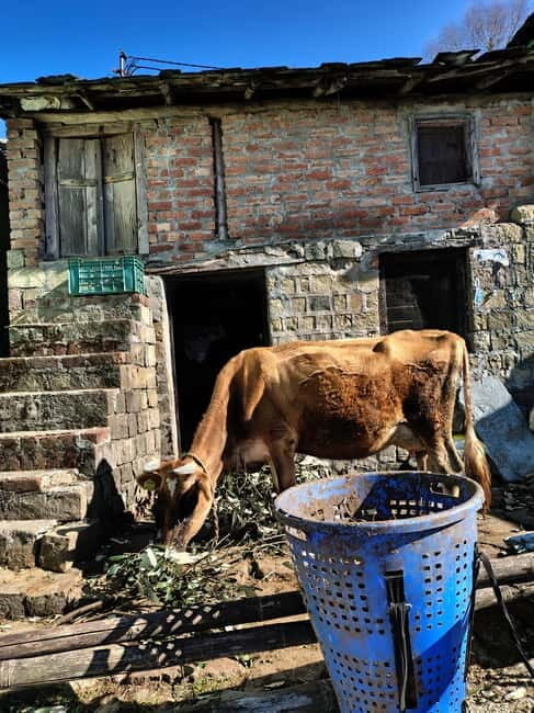 From Naddi: Guided Himalayan Nomad Culture & Nature Walk - Practical Tips for Travelers