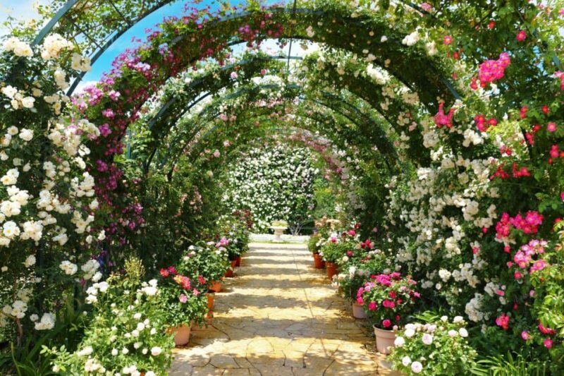 From Nagano and Karuizawa: Ashikaga Flower Park Colours - Orihime Shrine