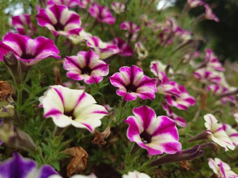 From Nagano and Karuizawa: Ashikaga Flower Park Colours - Explore the Seasonal Blooms