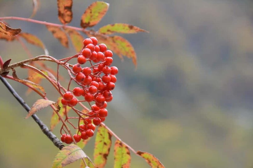 From Nagoya: Kamikochi and Enchanting Landscapes Day Tour - Summary