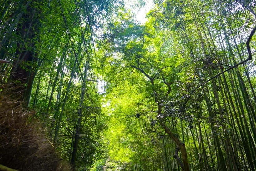 From Nagoya: Kyoto Day Tour with Kobe Beef Shabu-Shabu Lunch - FAQs