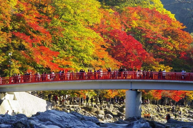 From Nagoya: Obara Shiki-Zakura and Korankei Autumn Trip - Key Points