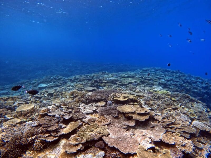 From Naha Scuba Diving Trip in Kerama(For Certified Divers) - Itinerary